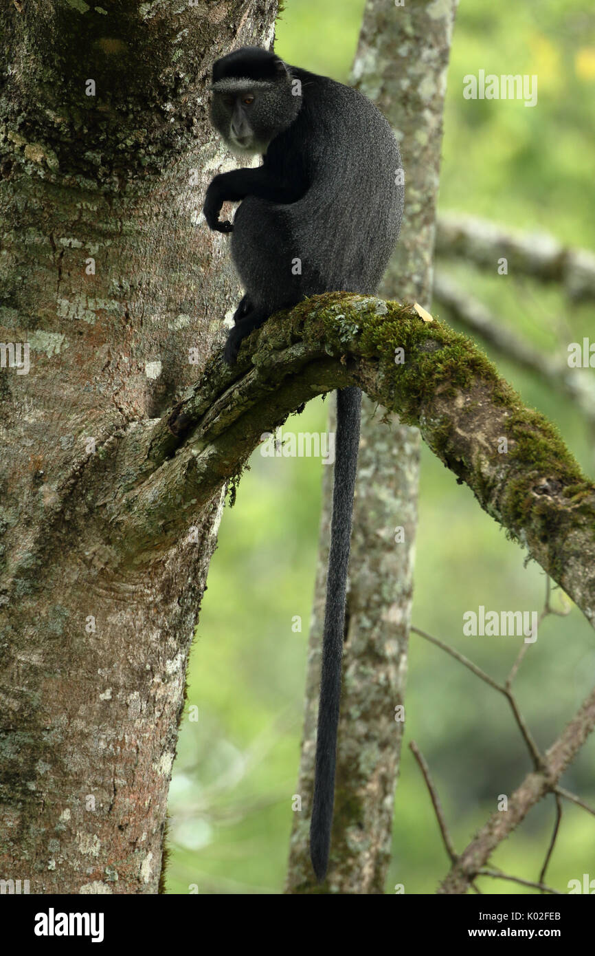 Blue monkey (Cercopithecus mitis stuhlmanni), in the Kakamega Forest ...