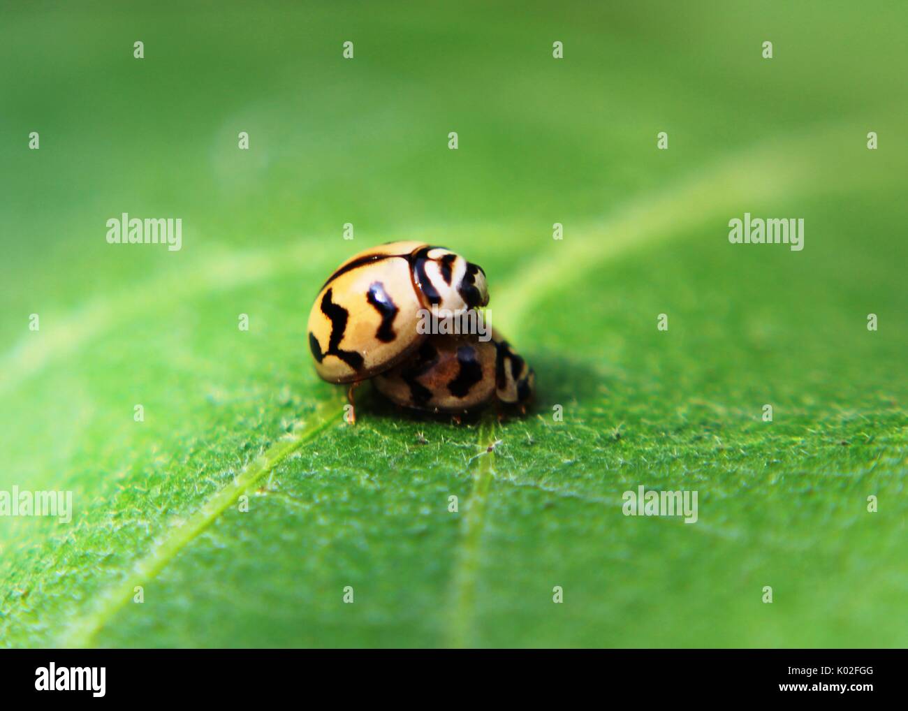close-up, macro view of a small colorful ladybird - ladybug ...