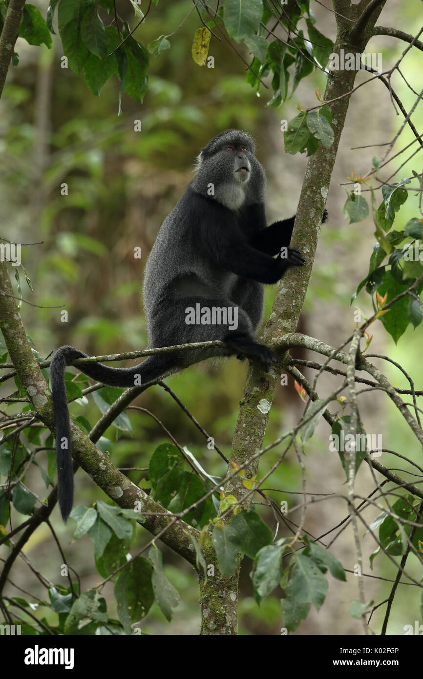 Blue monkey (Cercopithecus mitis stuhlmanni), in the Kakamega Forest ...