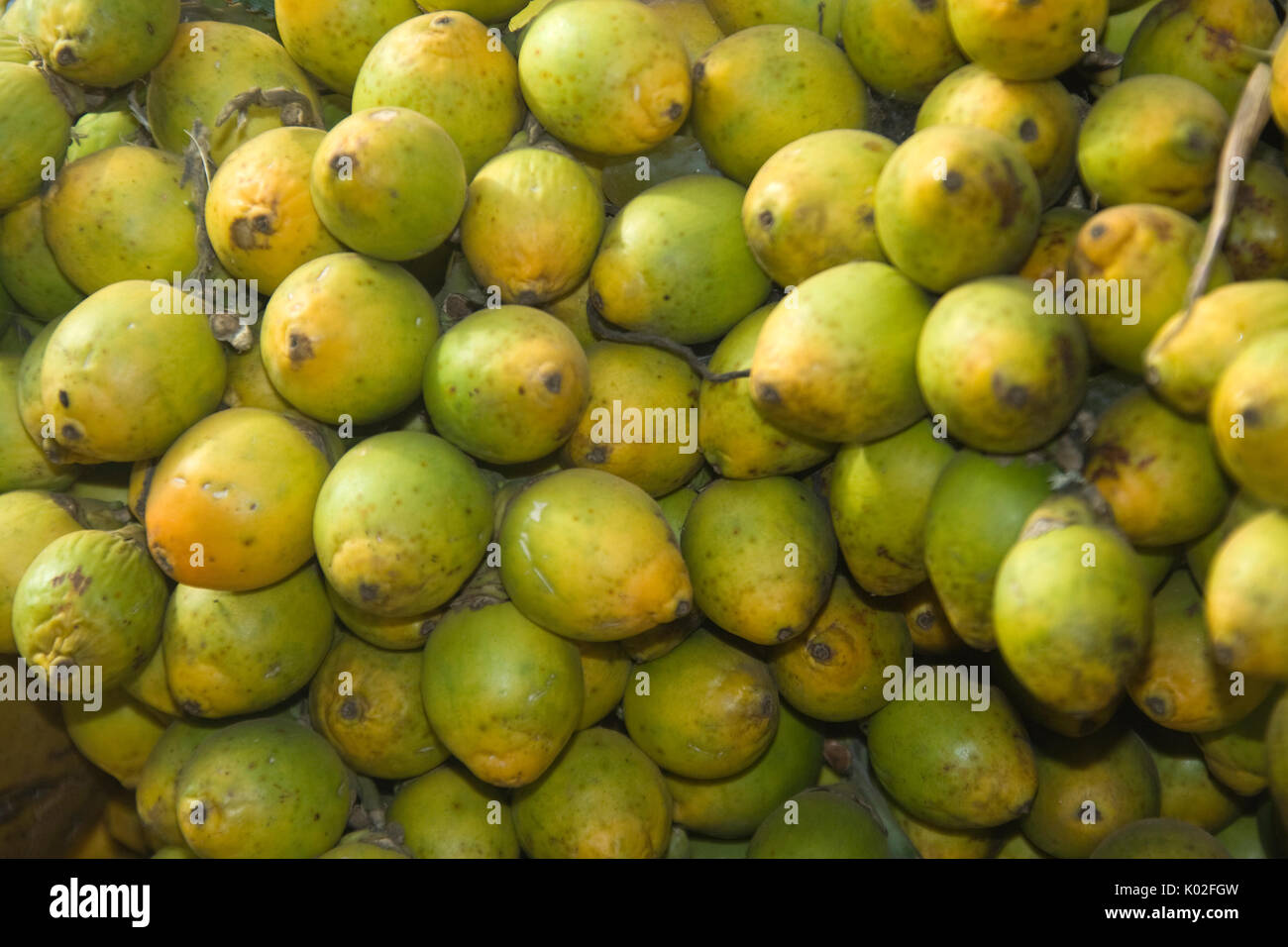 Pick up shells hi-res stock photography and images - Alamy
