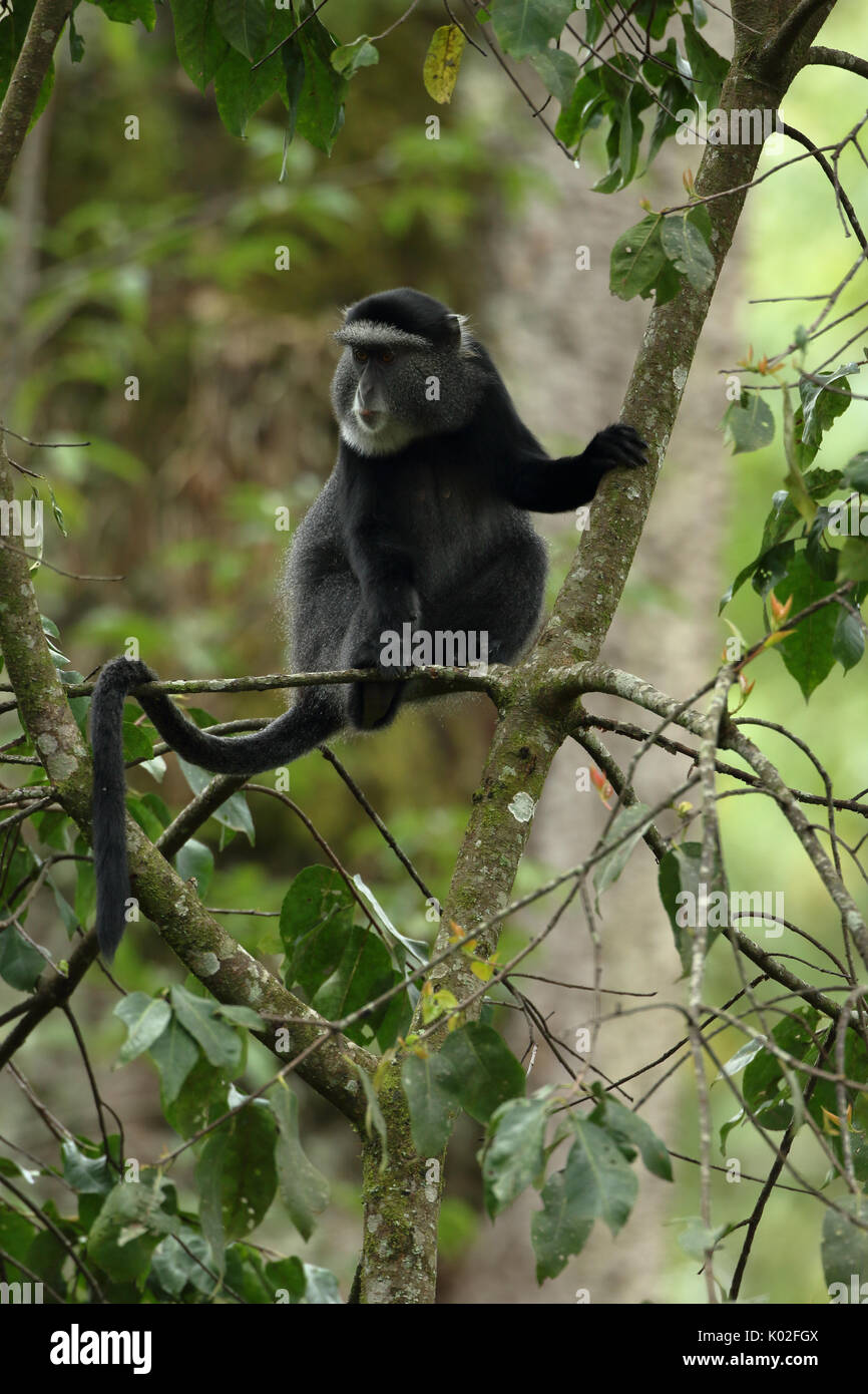 Blue monkey (Cercopithecus mitis stuhlmanni), in the Kakamega Forest ...