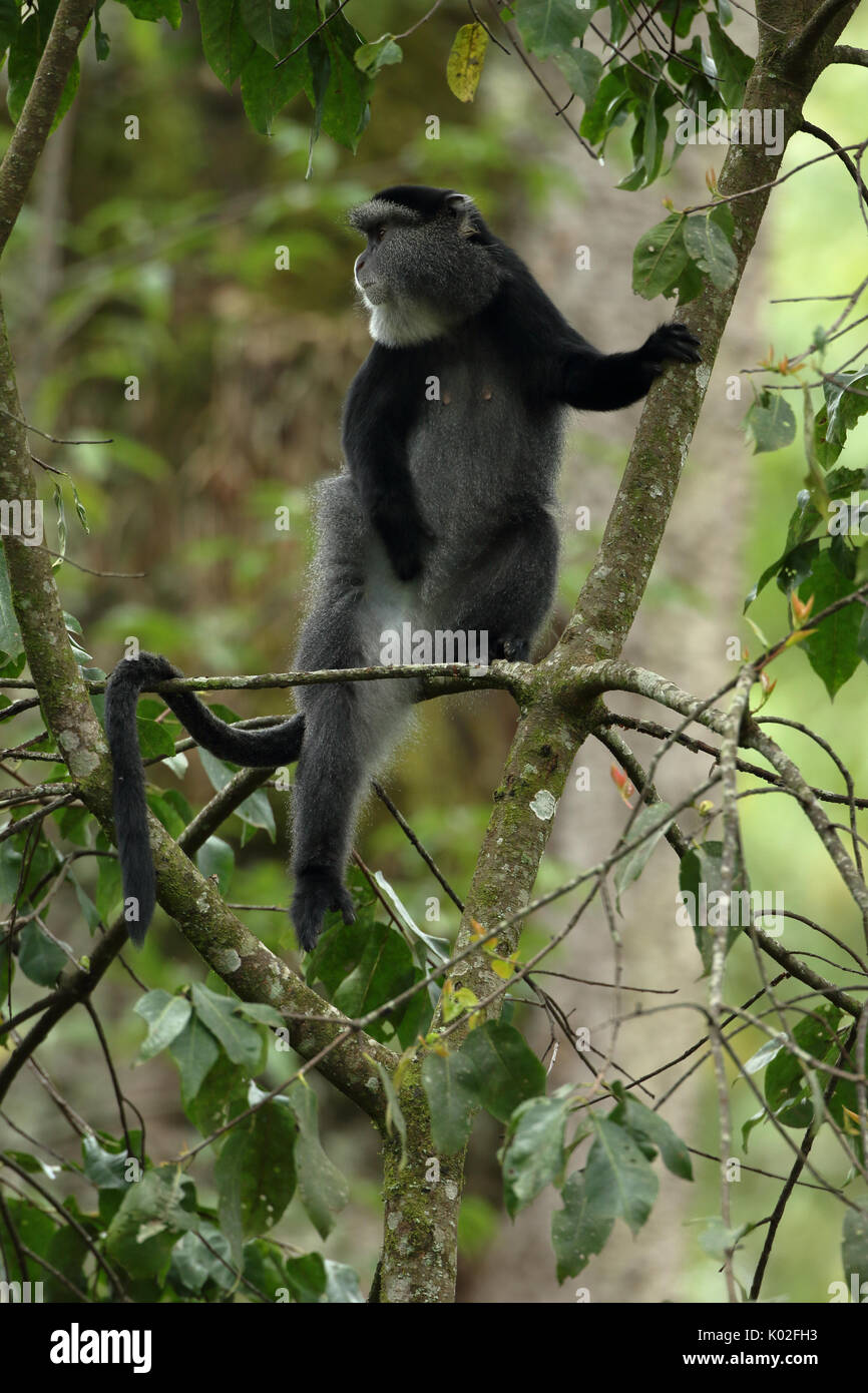 Blue monkey (Cercopithecus mitis stuhlmanni), in the Kakamega Forest ...