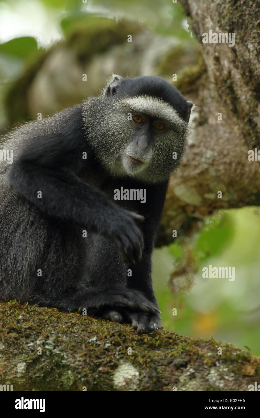 Blue monkey (Cercopithecus mitis stuhlmanni), in the Kakamega Forest ...