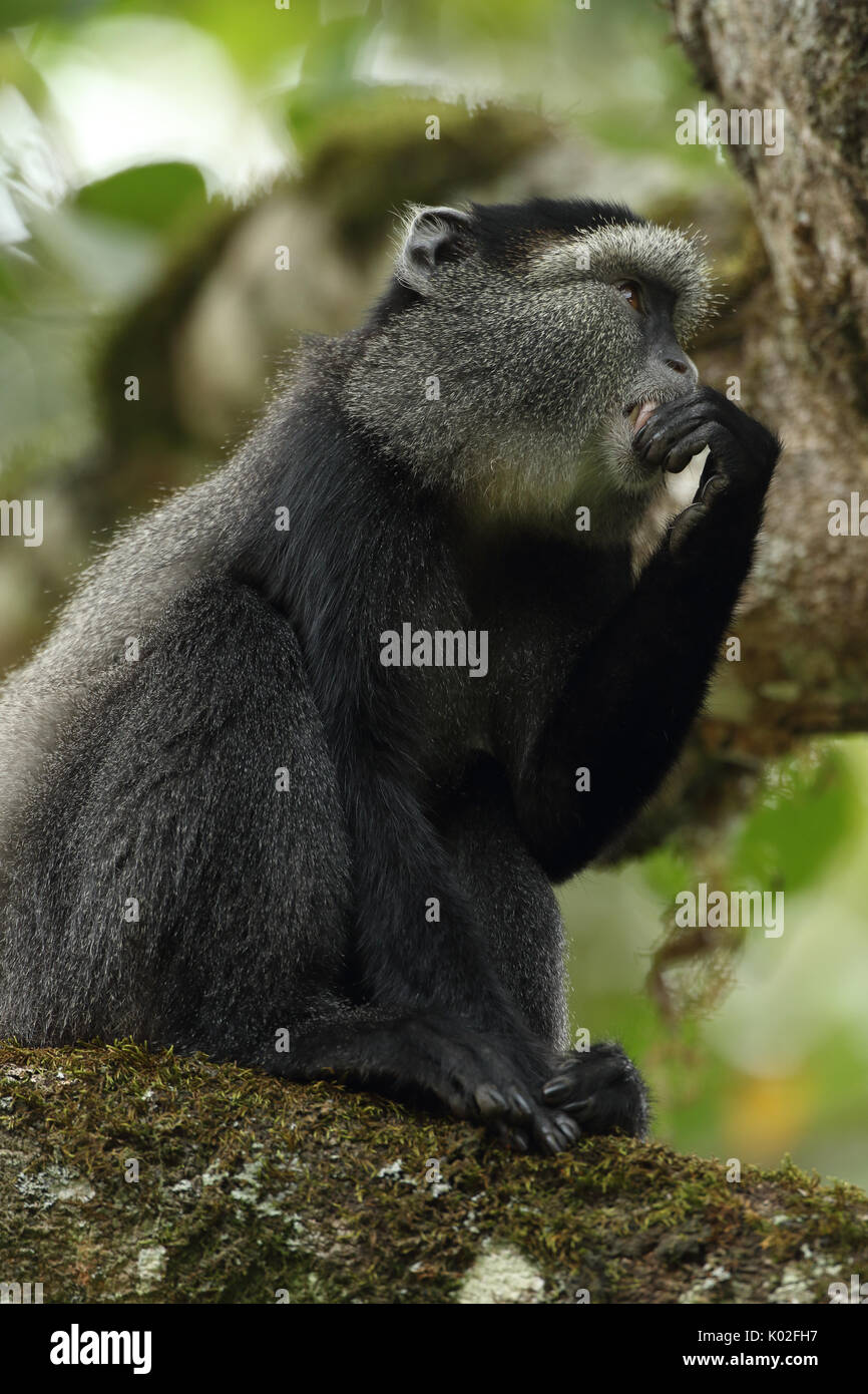 Blue monkey (Cercopithecus mitis stuhlmanni), in the Kakamega Forest ...