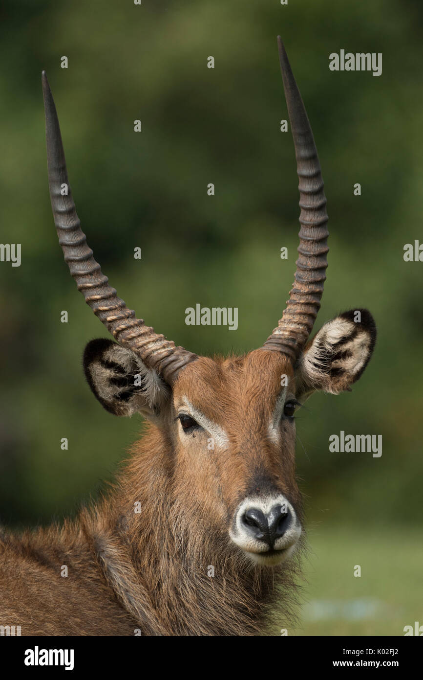 Defassa Waterbuck, Kobus ellipsiprymnus defassa, male, Kenya Stock ...