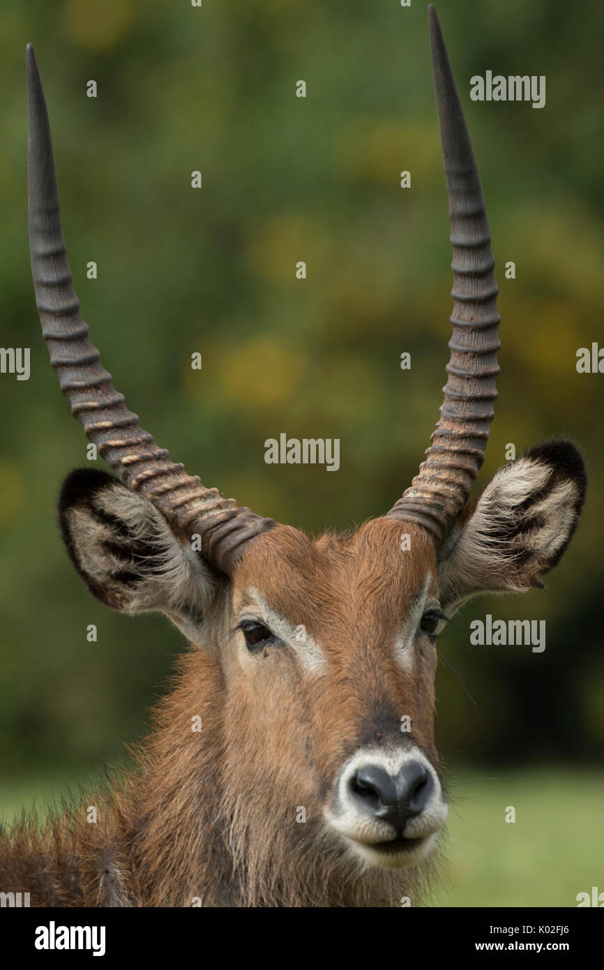 African Antelope Horns