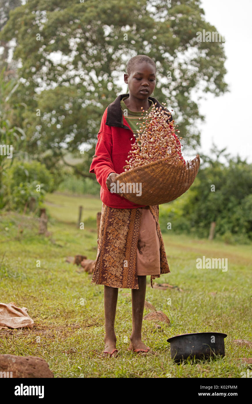 Girl winnowing beans, Kenya Stock Photo - Alamy