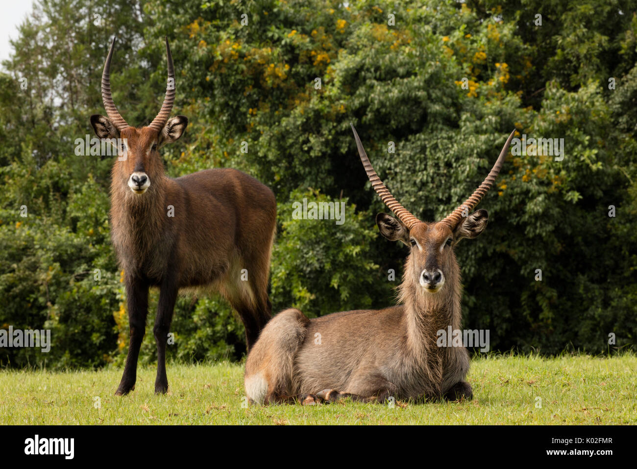 Defassa Waterbuck, Kobus ellipsiprymnus defassa, male, Kenya Stock ...