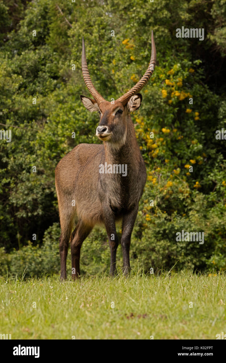 Defassa Waterbuck, Kobus ellipsiprymnus defassa, male, Kenya Stock ...