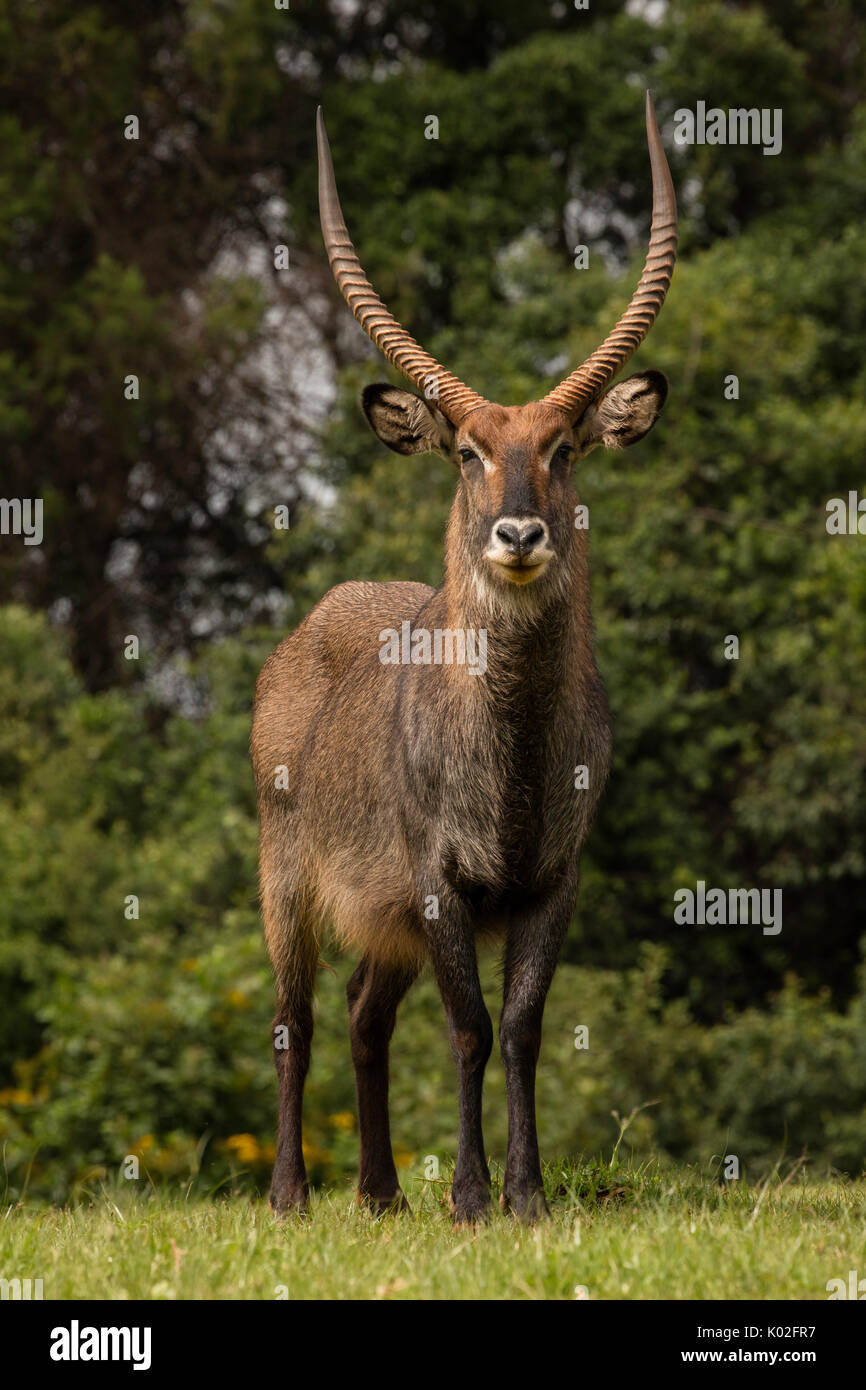 Defassa Waterbuck, Kobus ellipsiprymnus defassa, male, Kenya Stock ...