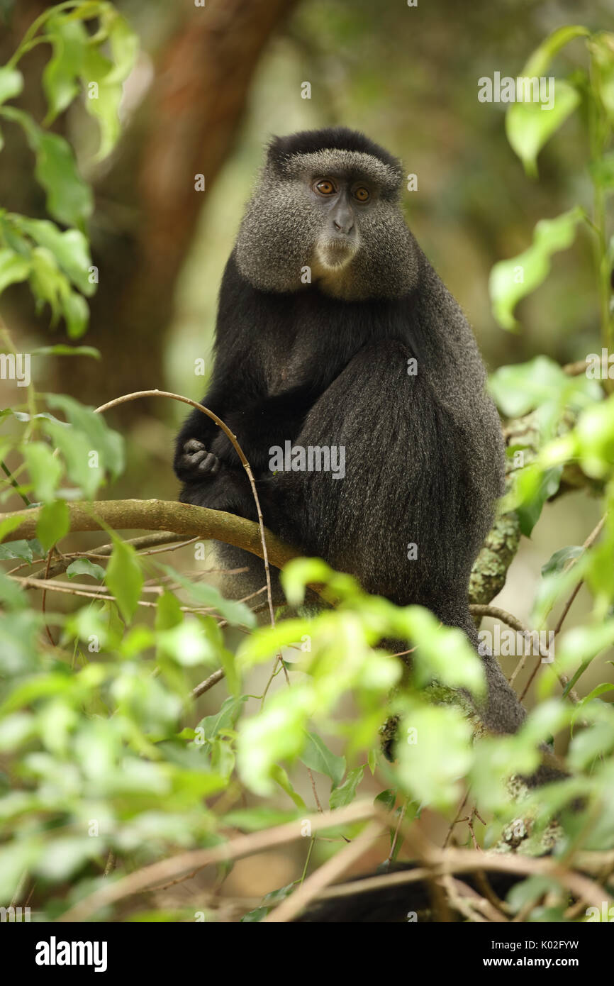 Blue monkey (Cercopithecus mitis stuhlmanni), in the Kakamega Forest ...