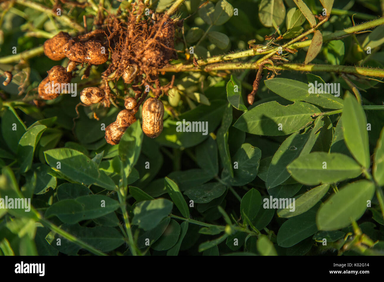 Peanut yield hi-res stock photography and images - Alamy