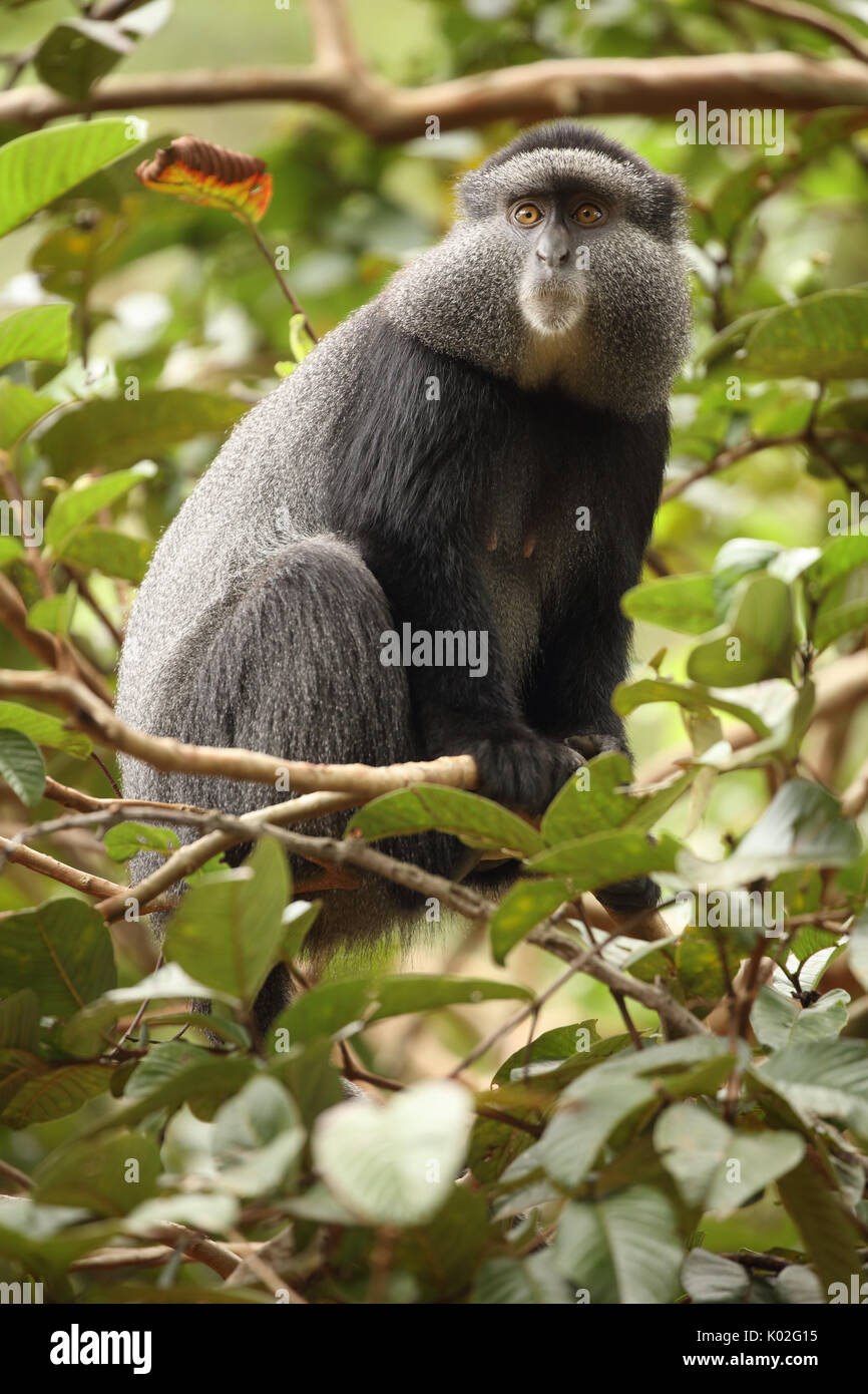 Blue monkey (Cercopithecus mitis stuhlmanni), in the Kakamega Forest ...