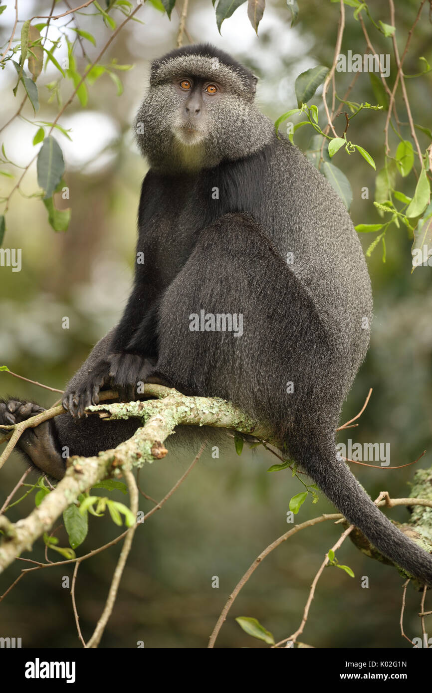 Blue monkey (Cercopithecus mitis stuhlmanni), in the Kakamega Forest ...
