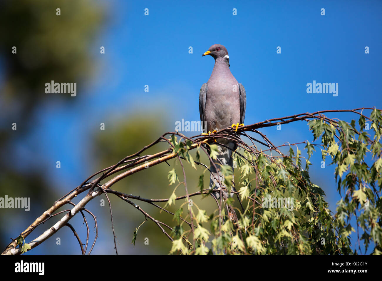 Band tailed pigeon hi-res stock photography and images - Alamy