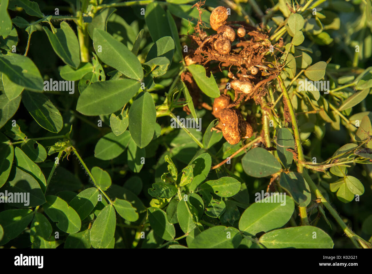Peanut yield hi-res stock photography and images - Alamy