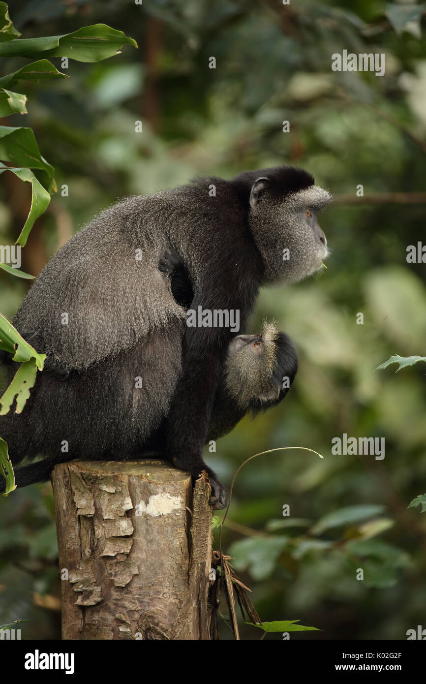 Blue monkey (Cercopithecus mitis stuhlmanni), in the Kakamega Forest ...