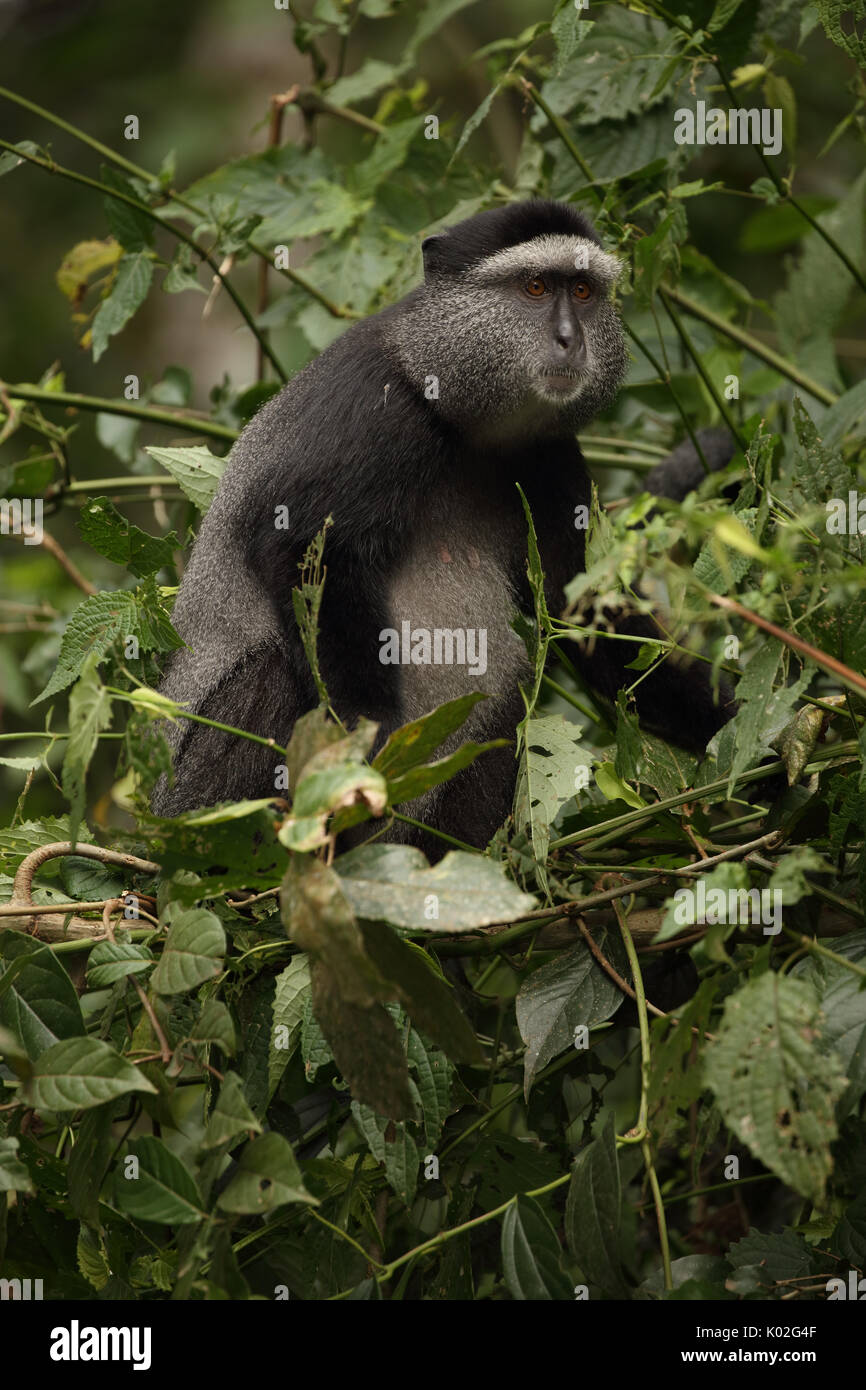 Blue monkey (Cercopithecus mitis stuhlmanni), in the Kakamega Forest ...