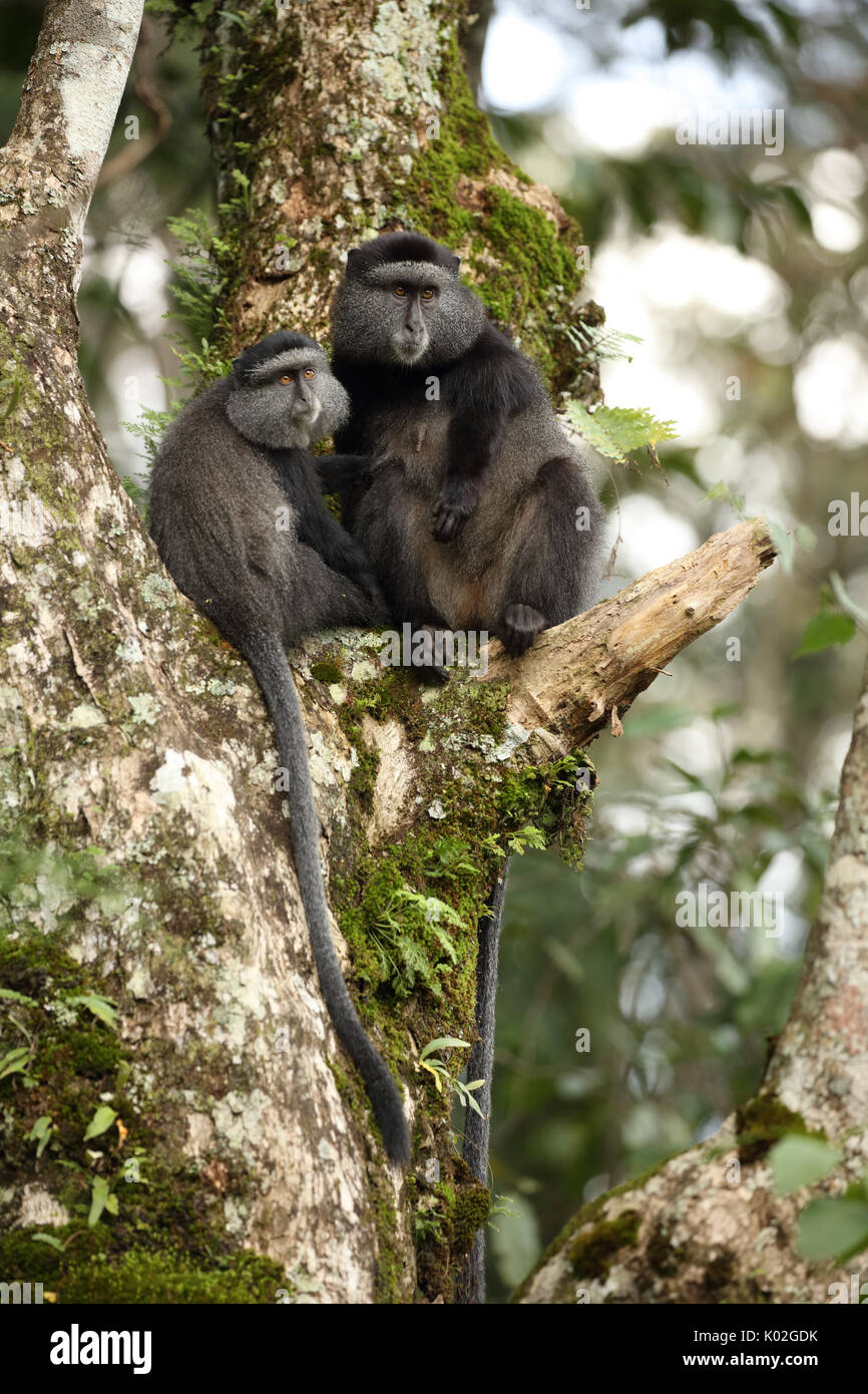 Blue monkey (Cercopithecus mitis stuhlmanni), in the Kakamega Forest ...