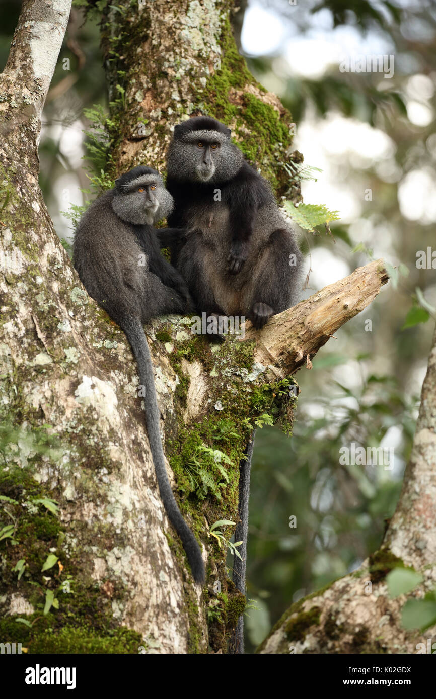 Monkey nuts in blue hi-res stock photography and images - Alamy