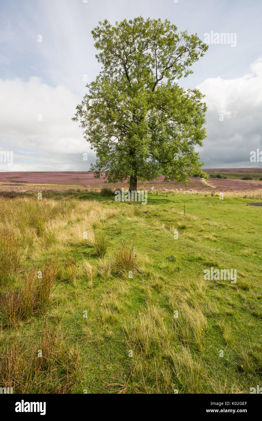 Ash tree on the moors Stock Photo - Alamy