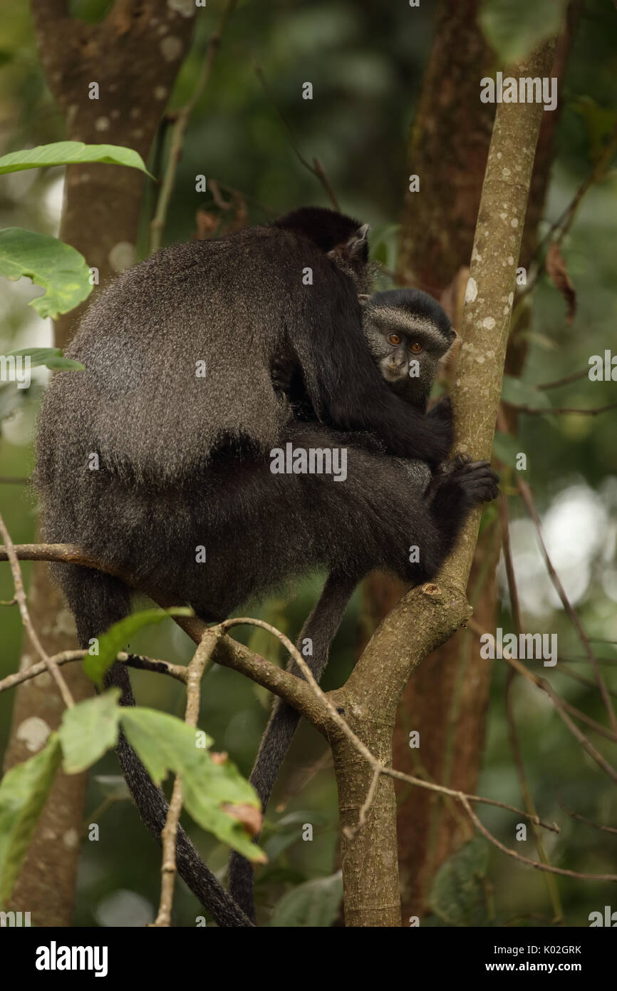 Groups of nuts hi-res stock photography and images - Alamy