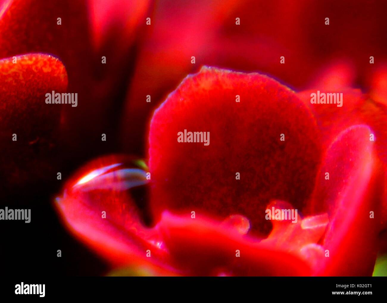 Japan batu plant hi-res stock photography and images - Alamy