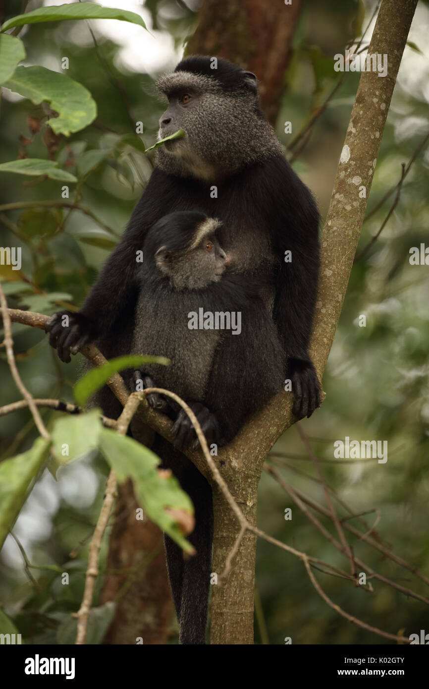 Blue monkey (Cercopithecus mitis stuhlmanni), in the Kakamega Forest ...