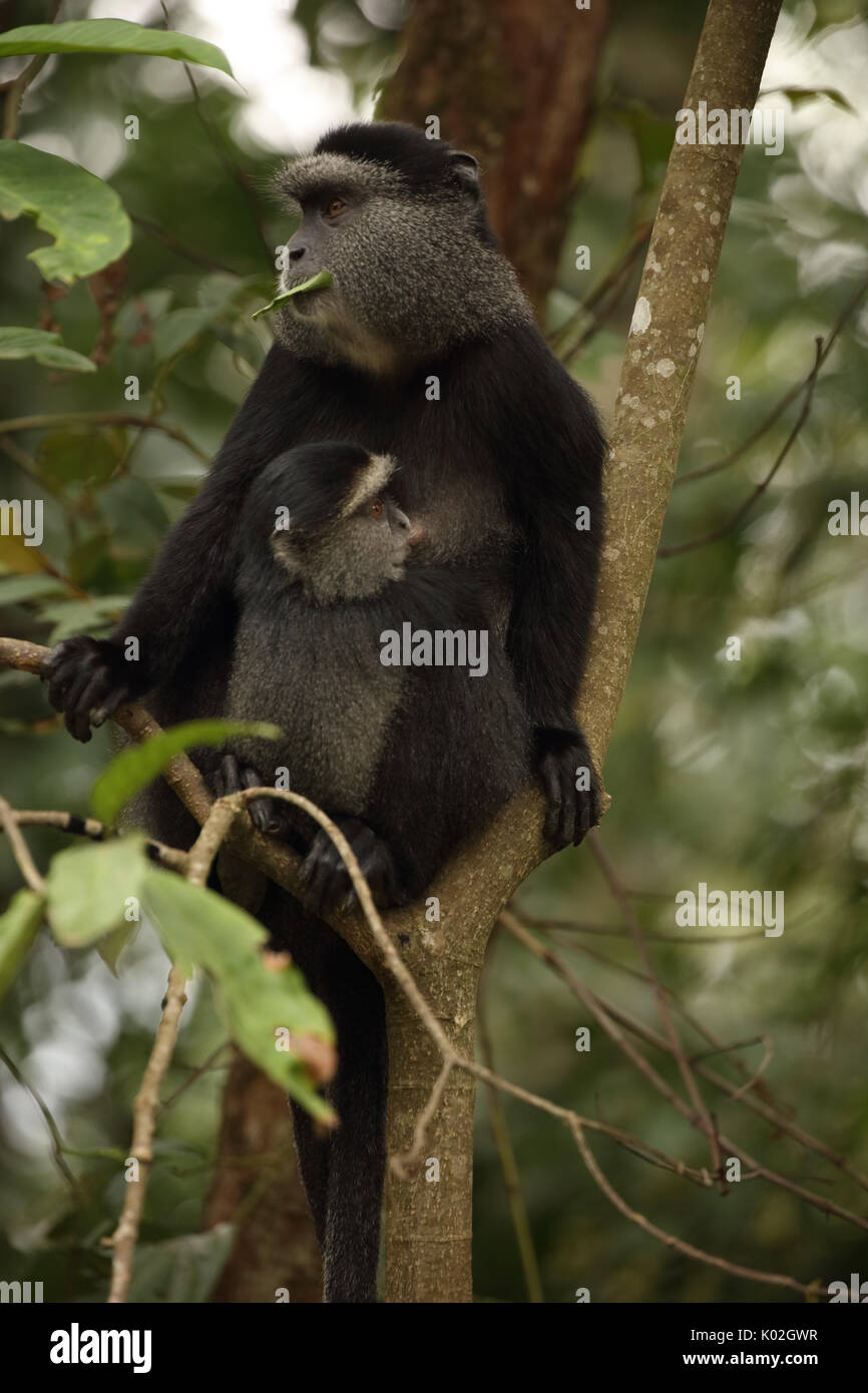 Omnivorous eats insects hi-res stock photography and images - Alamy