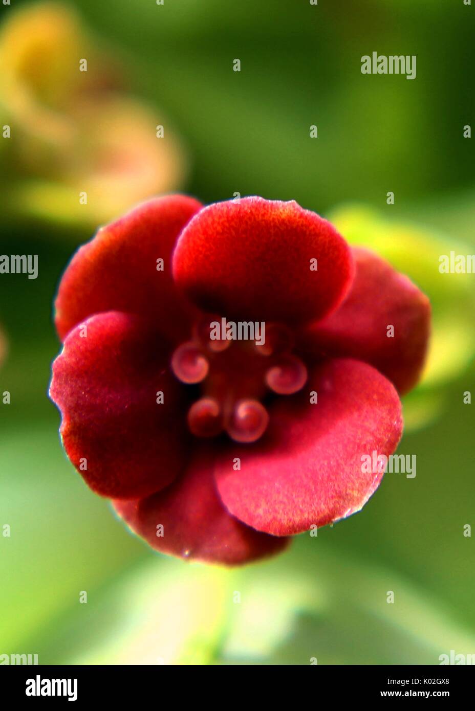 Japan batu plant hi-res stock photography and images - Alamy