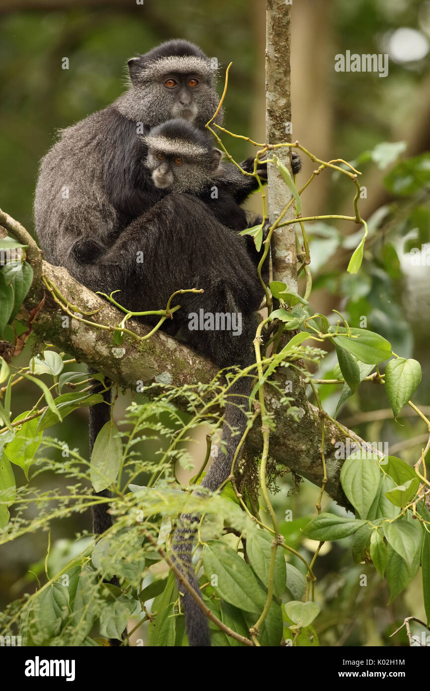 Blue monkey (Cercopithecus mitis stuhlmanni), in the Kakamega Forest ...