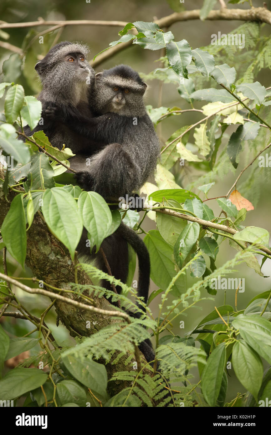 Blue monkey (Cercopithecus mitis stuhlmanni), in the Kakamega Forest ...