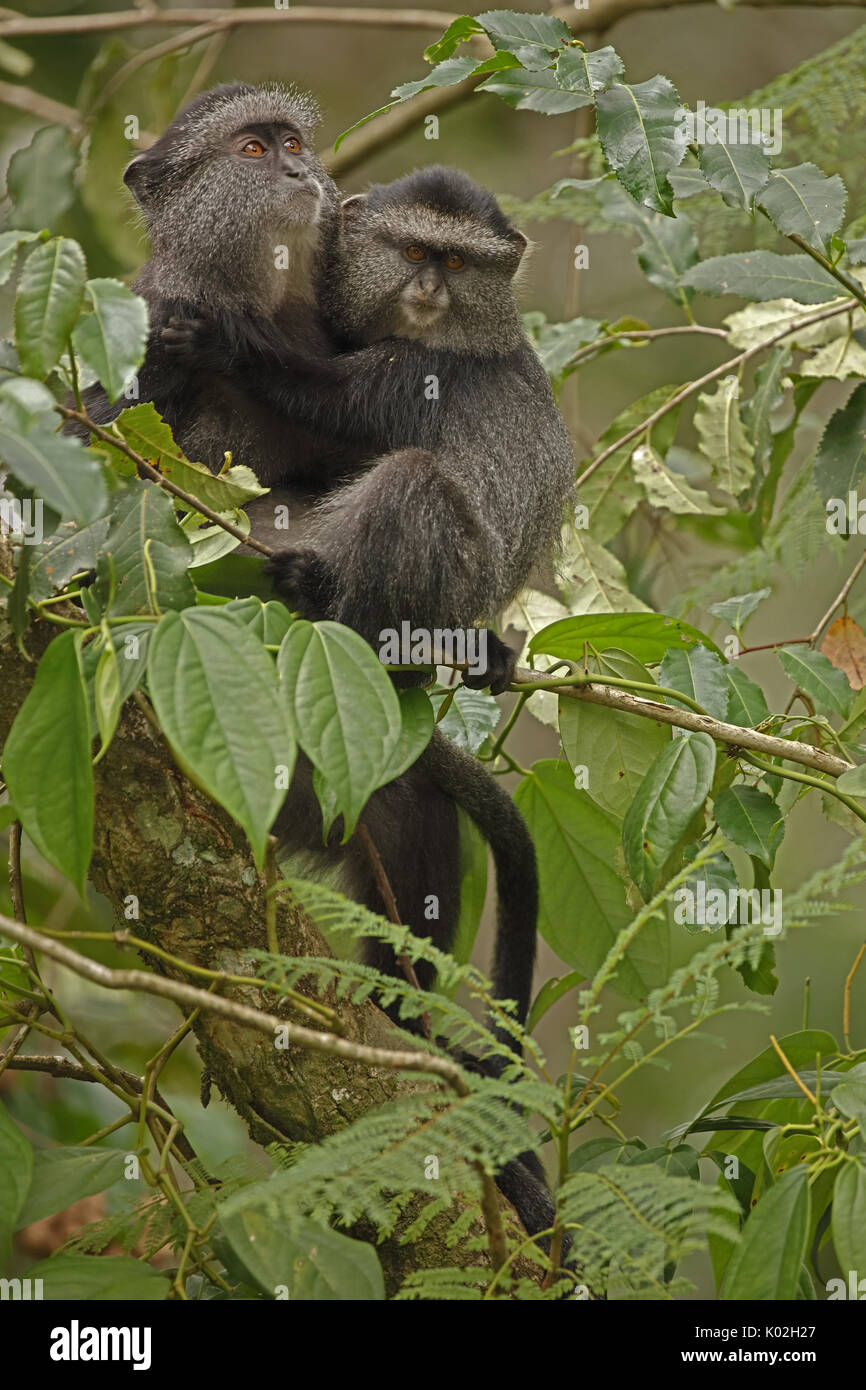 Blue monkey (Cercopithecus mitis stuhlmanni), in the Kakamega Forest ...