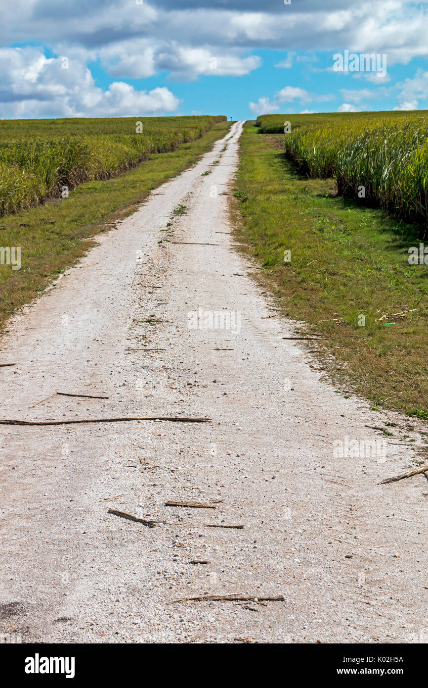 Empty rural dirt farm road running through sugar cane fields against ...