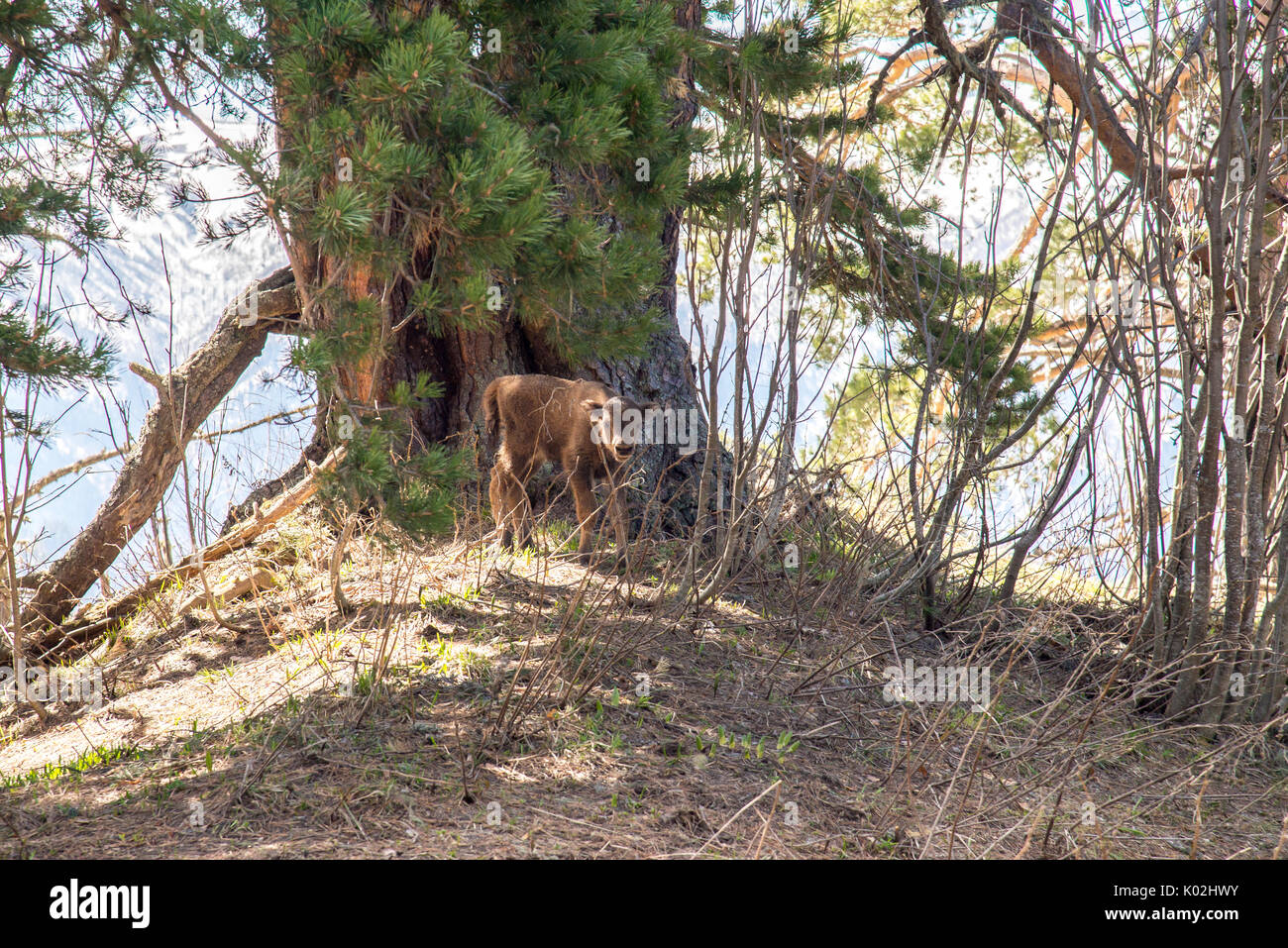 The Caucasian bison - an animal from a red book Stock Photo - Alamy
