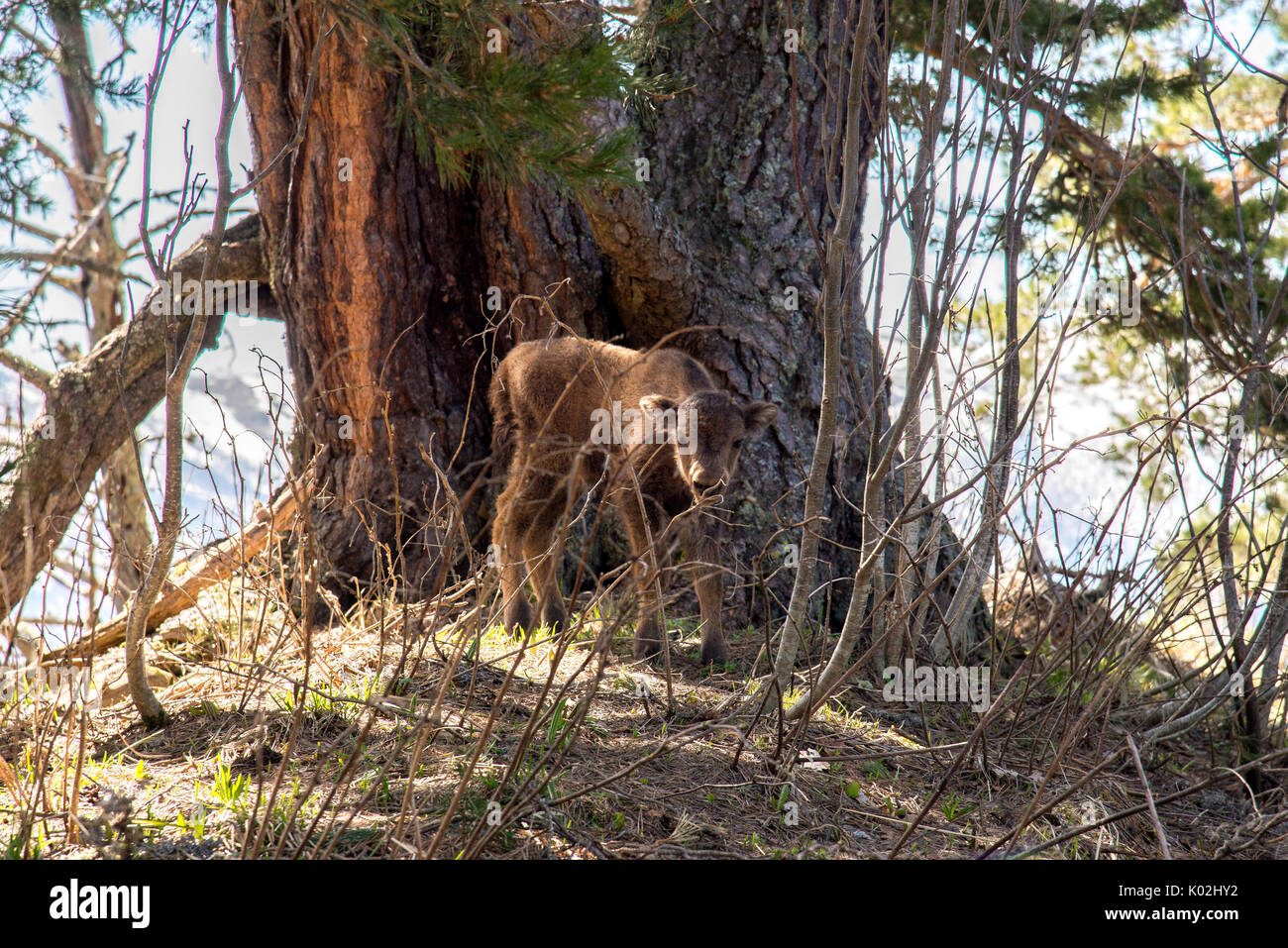 The Caucasian bison - an animal from a red book Stock Photo - Alamy