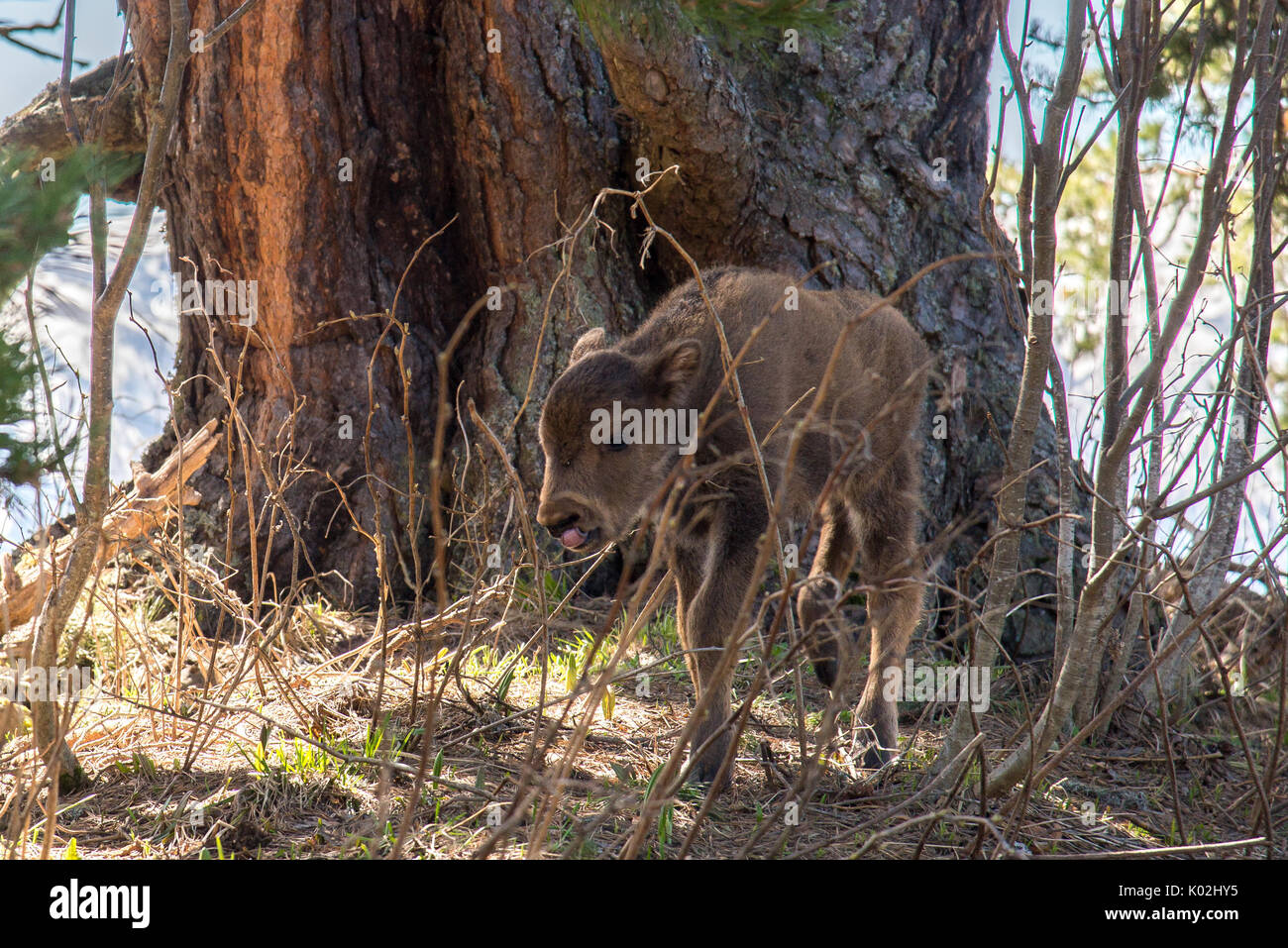 Bison family animal photo hi-res stock photography and images - Alamy