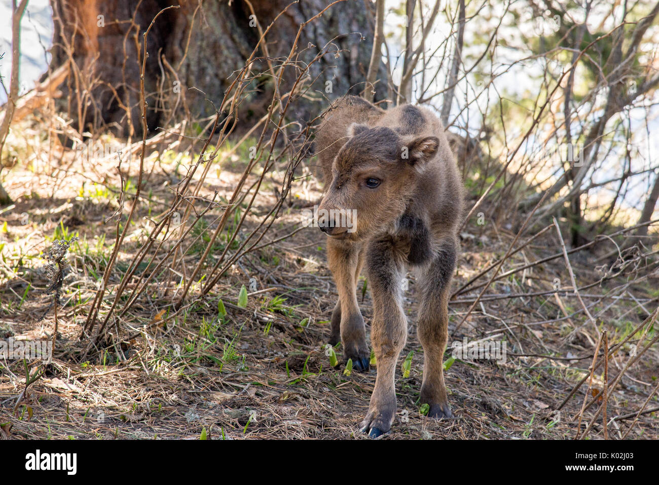 The Caucasian bison - an animal from a red book Stock Photo - Alamy
