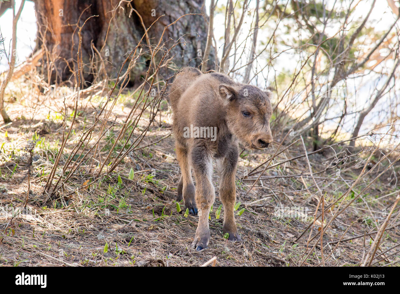 The Caucasian bison - an animal from a red book Stock Photo - Alamy