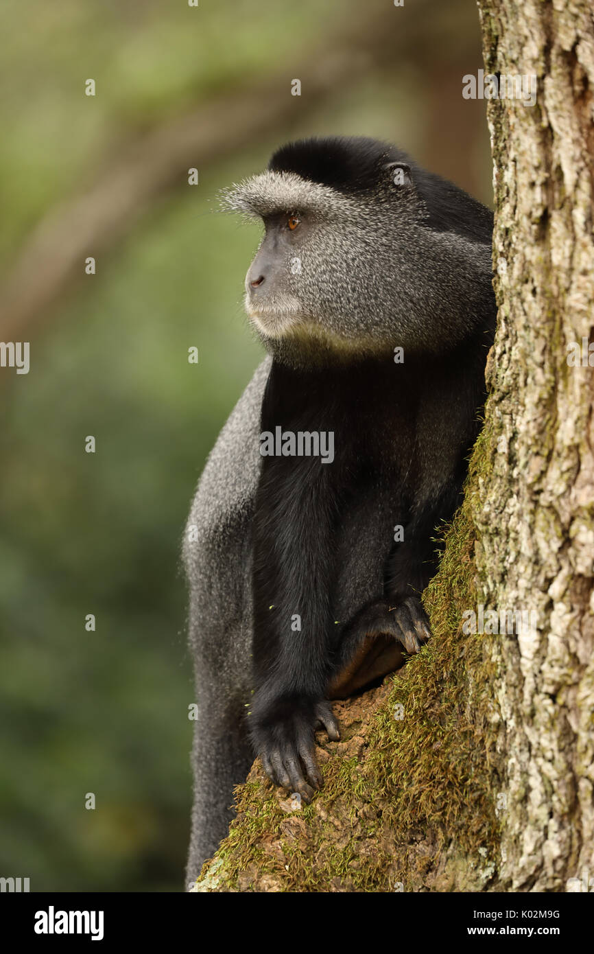 Blue monkey (Cercopithecus mitis stuhlmanni), in the Kakamega Forest ...