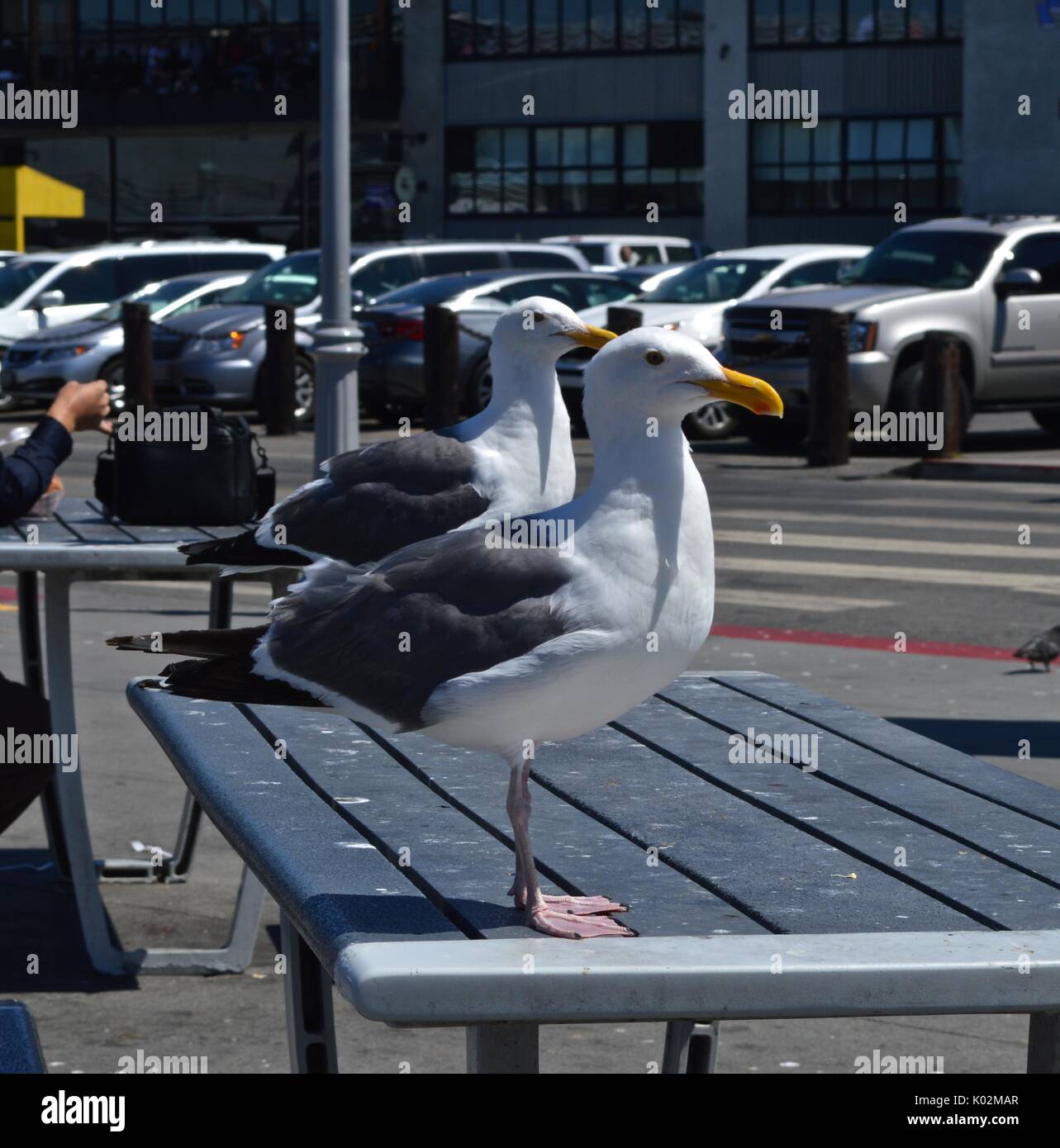 Plotting wildlife hi-res stock photography and images - Alamy