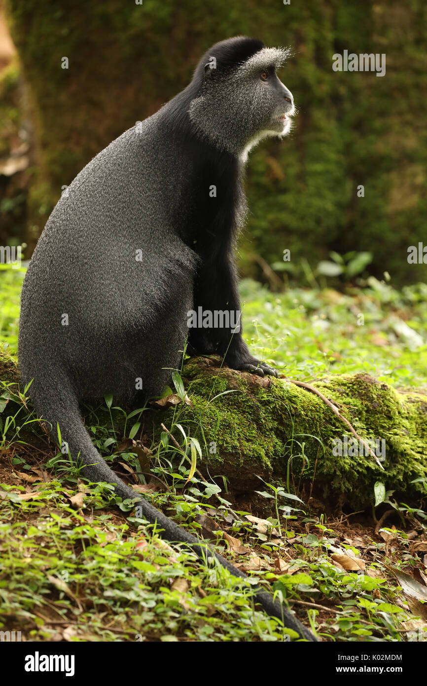 Blue monkey (Cercopithecus mitis stuhlmanni), in the Kakamega Forest ...
