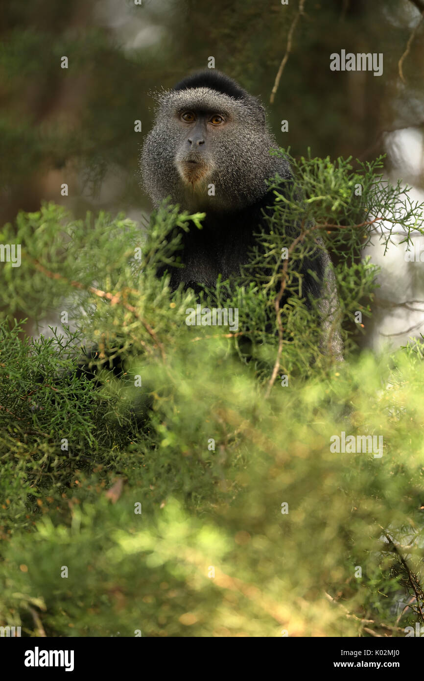Blue monkey (Cercopithecus mitis stuhlmanni), in the Kakamega Forest ...