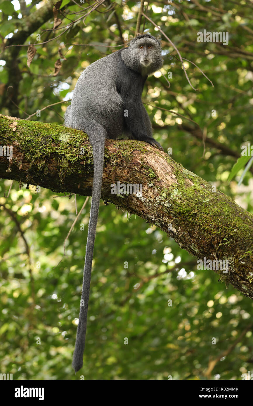 Blue monkey (Cercopithecus mitis stuhlmanni), in the Kakamega Forest ...
