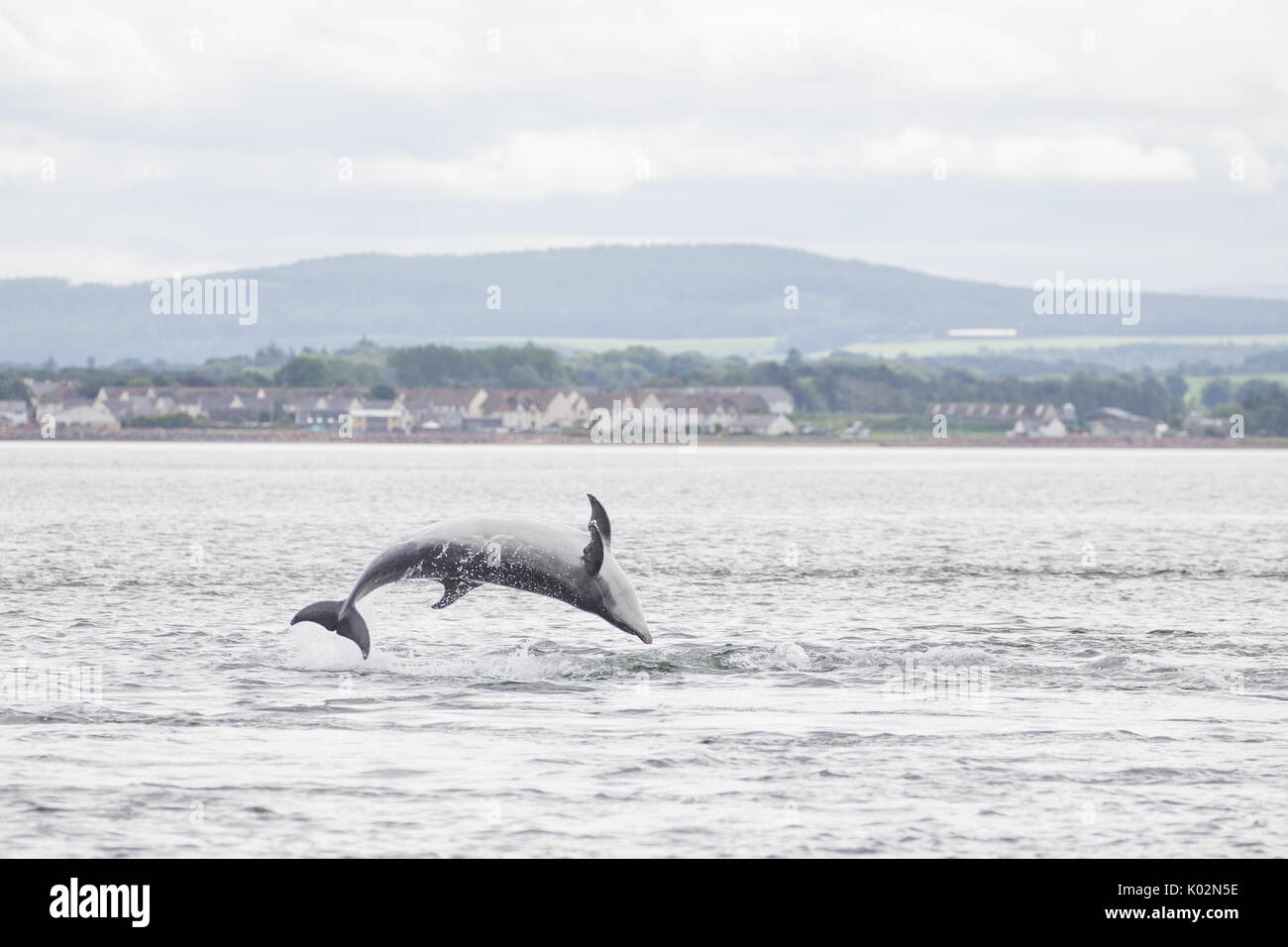 Bottlenose dolphins breaching in the waters of the Moray Firth, near ...