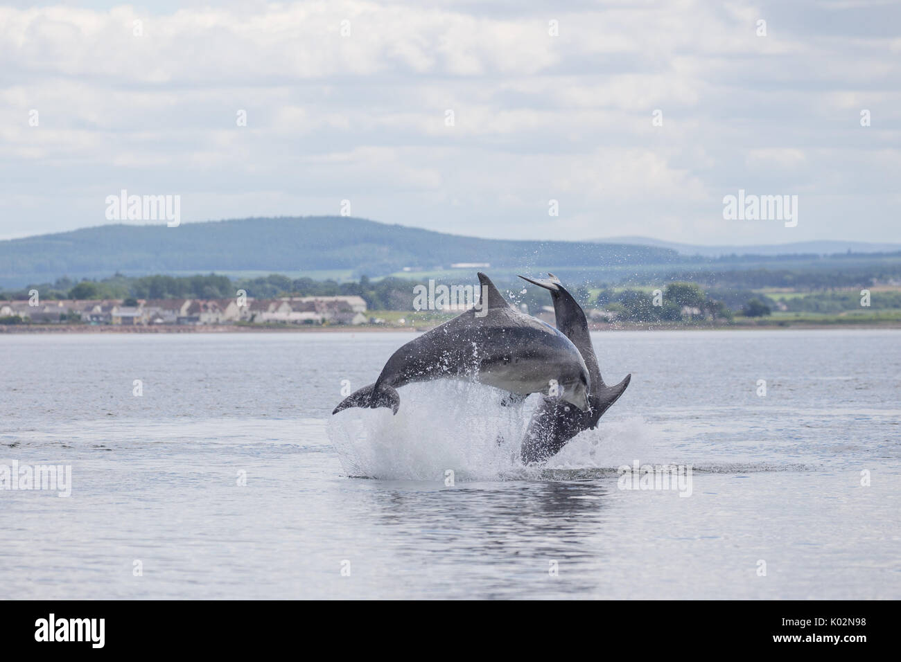 Bottlenose dolphins breaching in the waters of the Moray Firth, near ...