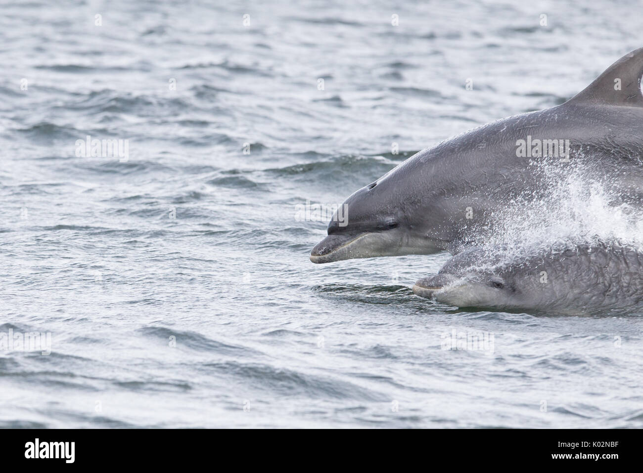 Bottlenose dolphin breaching in the Moray Firth Stock Photo - Alamy