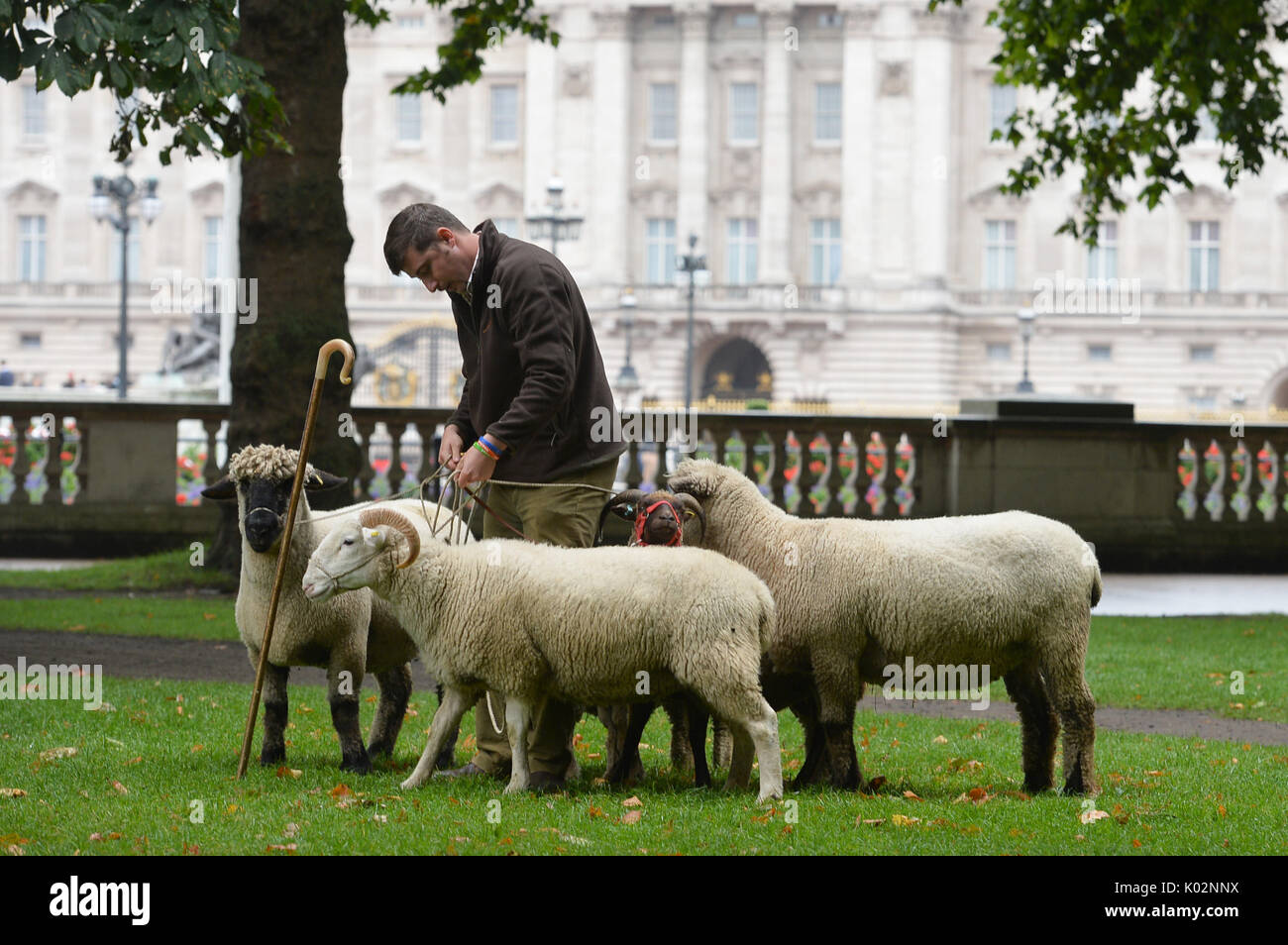 Tom Davis, manager of Mudchute farm, with sheep in Green Park, London ...