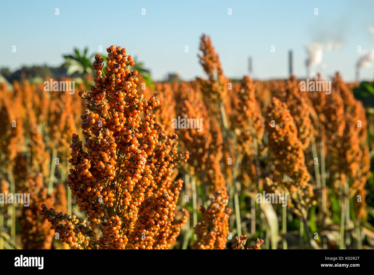 Sorghum Meal High Resolution Stock Photography and Images - Alamy