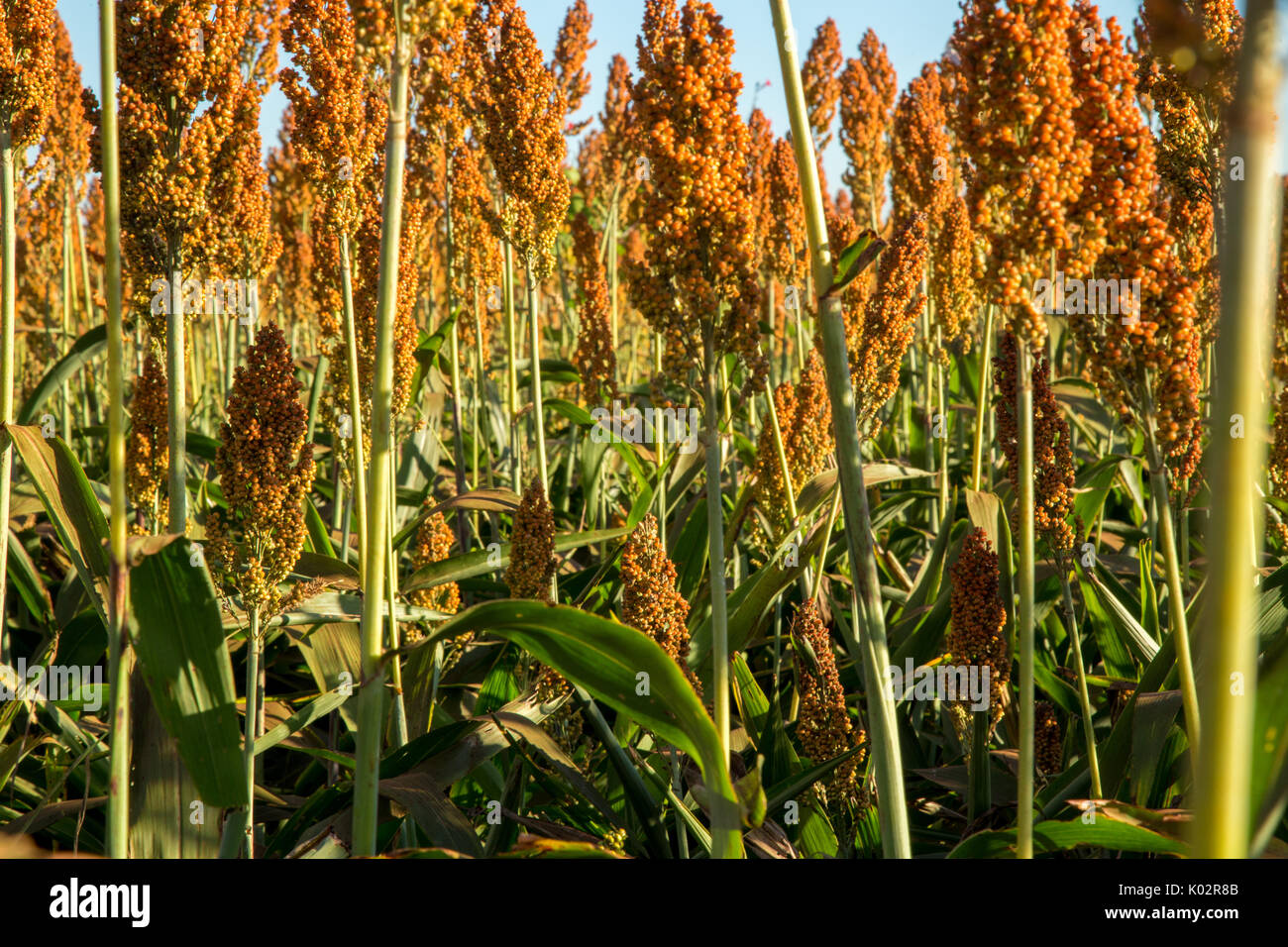Sorghum Plants High Resolution Stock Photography and Images - Alamy